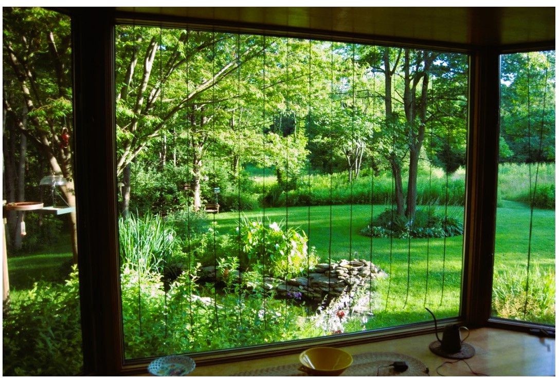 Bird-Friendly Window – Birds and Buildings